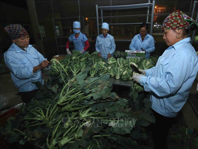 Hà Nội: Vùng rau an toàn Văn Đức mỗi ngày cung cấp cho thị trường 100 ...
