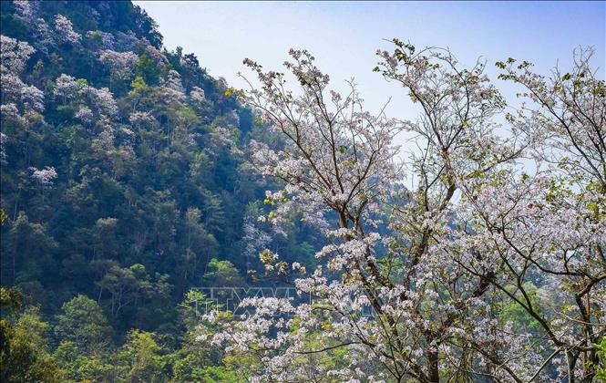 Ban flowers bloom amidst northern sky - VNA Photos - Vietnam News ...