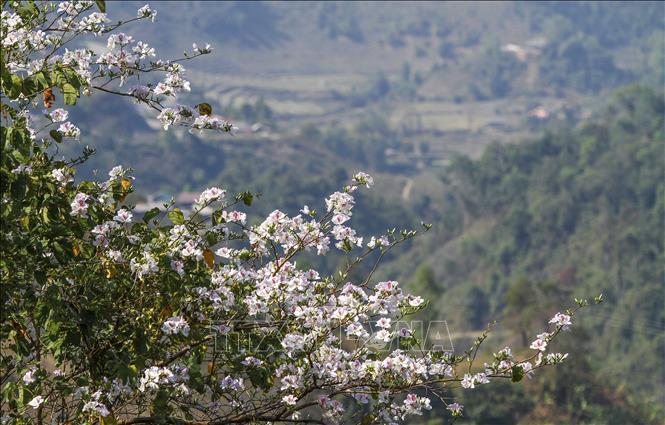 Ban flowers bloom amidst northern sky - VNA Photos - Vietnam News ...