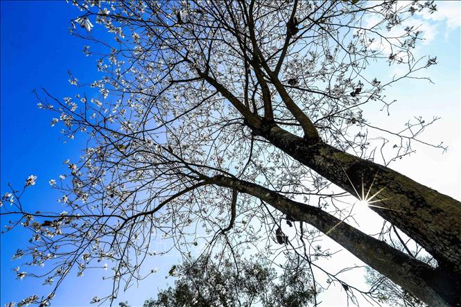 Ban flowers bloom amidst northern sky - VNA Photos - Vietnam News ...