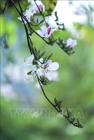Ban flowers bloom amidst northern sky - VNA Photos - Vietnam News ...