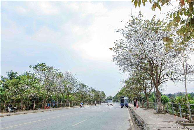 Ban flowers bloom amidst northern sky - VNA Photos - Vietnam News ...