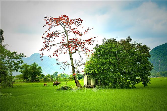 Brilliant fiery hues of gạo flowers brightens Vietnam northern spring ...