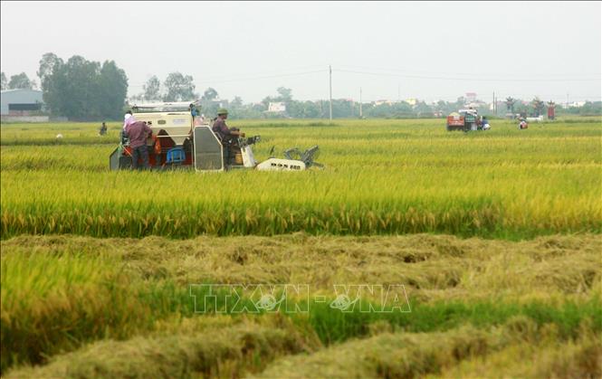 Red river delta province harvests Spring rice crop - VNA Photos ...