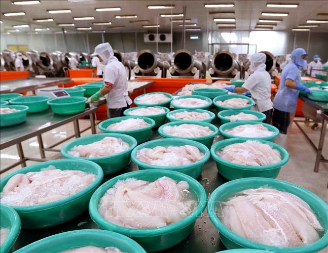 Tra fish exports to EU to surge in 2019 - VNA Photos - Vietnam News ...