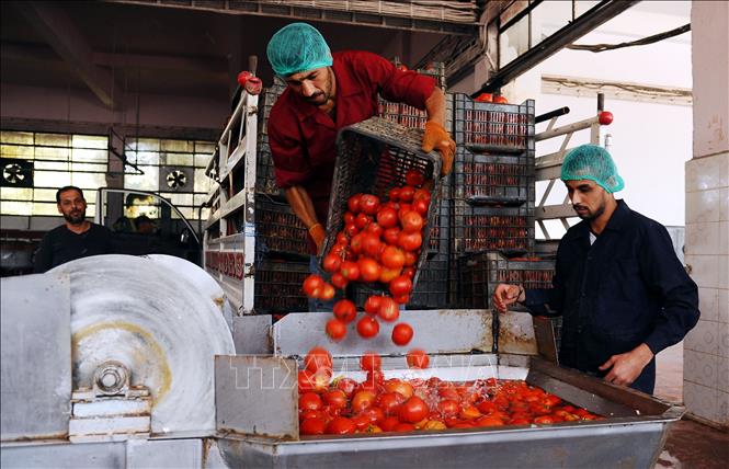 SYRIA-DAMASCUS-TOMATO-PASTE-MAKING - Ảnh thời sự quốc tế - Văn hóa xã ...