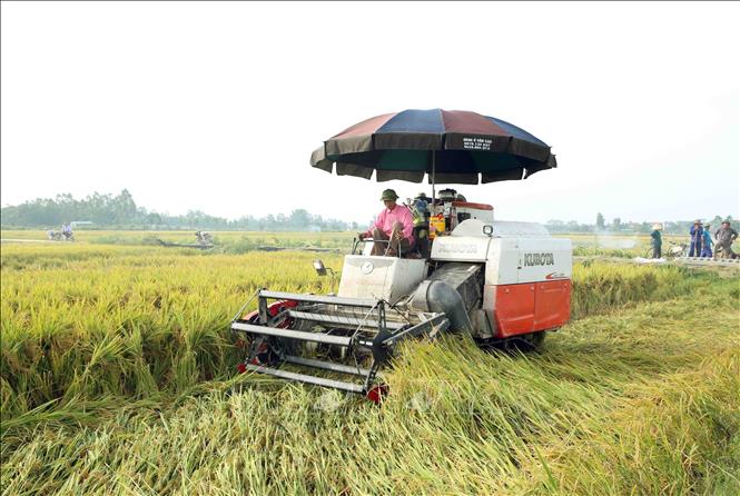 Vietnam exports 5.56 million tonnes of rice in ten months of 2019 - VNA ...