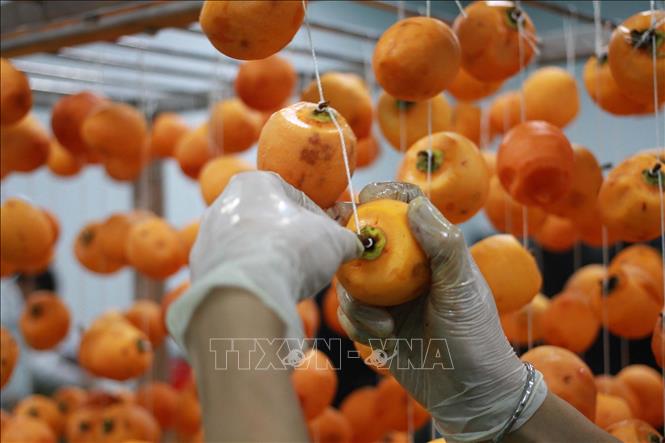 Vietnam’s largest persimmon drying factory put into operation - VNA ...