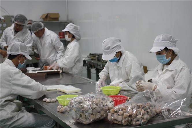 Vietnam’s largest persimmon drying factory put into operation - VNA ...