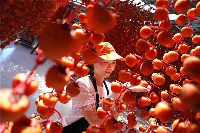 Japanese persimmon-drying technique rescues Da Lat farmers - VNA Photos ...