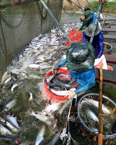 Tra fish exports to US, China rise in March - VNA Photos - Vietnam News ...