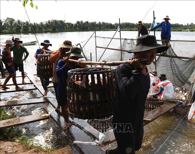 Tra fish exports to US, China rise in March - VNA Photos - Vietnam News ...