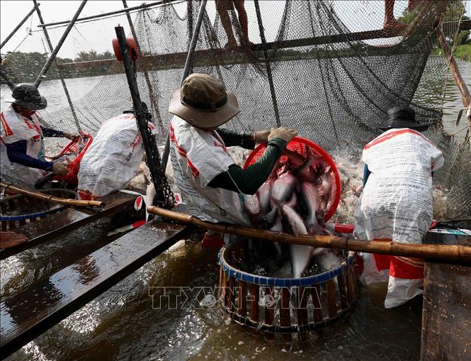 Tra fish exports to US, China rise in March - VNA Photos - Vietnam News ...