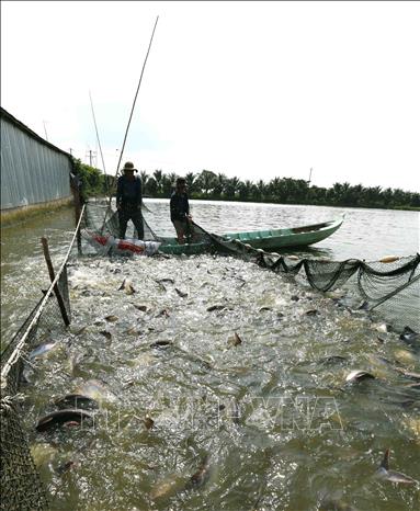 Tra fish exports to US, China rise in March - VNA Photos - Vietnam News ...