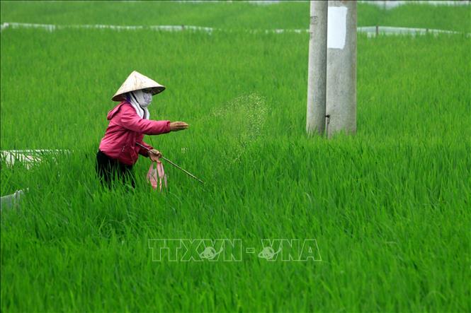 Thái Bình: Tập trung chăm sóc lúa Xuân - Ảnh thời sự trong nước - Văn ...