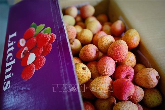 Vietnam to export first batch of litchi to Japan in late May - VNA ...