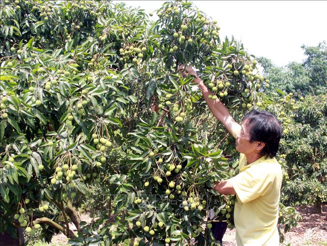 Bac Giang plans to boost domestic lychee consumption - VNA Photos ...