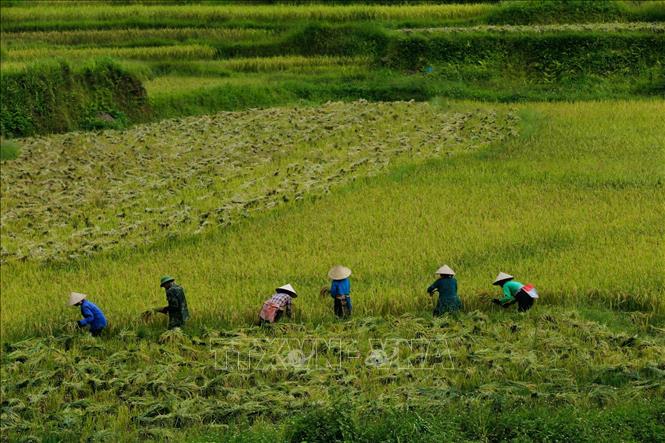 Hòa Bình: Huyện Đà Bắc thu hoạch các giống lúa lai năng suất cao - Ảnh ...