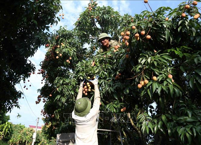 Vietnamese “Golden Lychee” arrives in Australia - VNA Photos - Vietnam ...