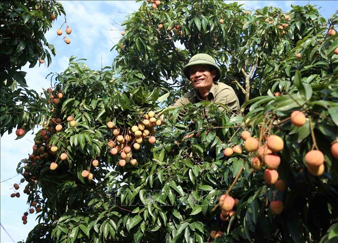 Vietnamese “Golden Lychee” arrives in Australia - VNA Photos - Vietnam ...
