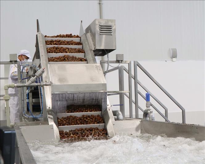 Fresh fruit-herb processing factory comes into operation in Son La ...