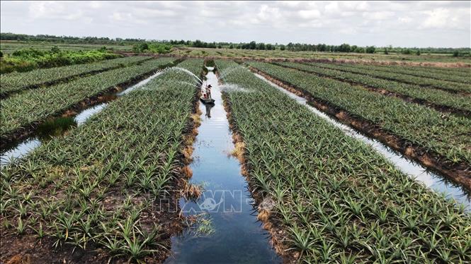 Tây Ninh: Trồng khóm trên đất nhiễm phèn mang lại hiệu quả kinh tế cao ...