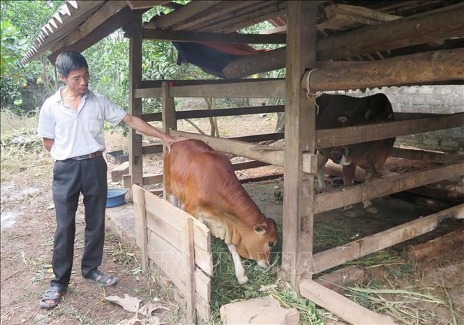 Thái Nguyên: Xuất hiện bệnh viêm da nổi cục trên đàn trâu bò - Ảnh thời ...