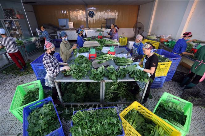 HTX Rau sạch Yên Dũng ứng dụng công nghệ cao vào sản xuất - Ảnh thời sự ...