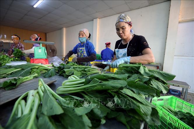 HTX Rau sạch Yên Dũng ứng dụng công nghệ cao vào sản xuất - Ảnh thời sự ...