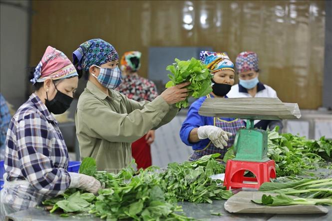 HTX Rau sạch Yên Dũng ứng dụng công nghệ cao vào sản xuất - Ảnh thời sự ...