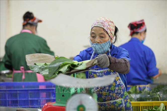 HTX Rau sạch Yên Dũng ứng dụng công nghệ cao vào sản xuất - Ảnh thời sự ...