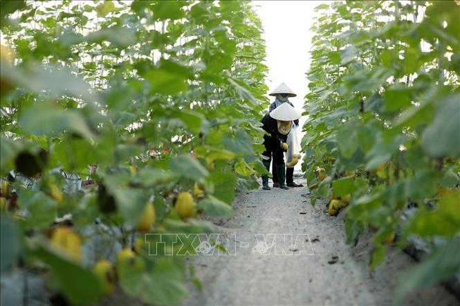 HTX Rau sạch Yên Dũng ứng dụng công nghệ cao vào sản xuất - Ảnh thời sự ...