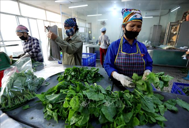 HTX Rau sạch Yên Dũng ứng dụng công nghệ cao vào sản xuất - Ảnh thời sự ...