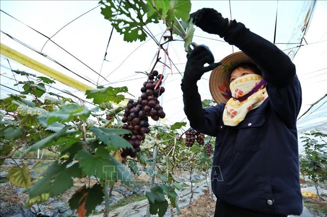 HTX Rau sạch Yên Dũng ứng dụng công nghệ cao vào sản xuất - Ảnh thời sự ...