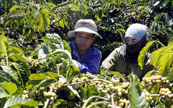 Vietnam exports over 1.7 million tonnes of coffee in 2020 - VNA Photos ...