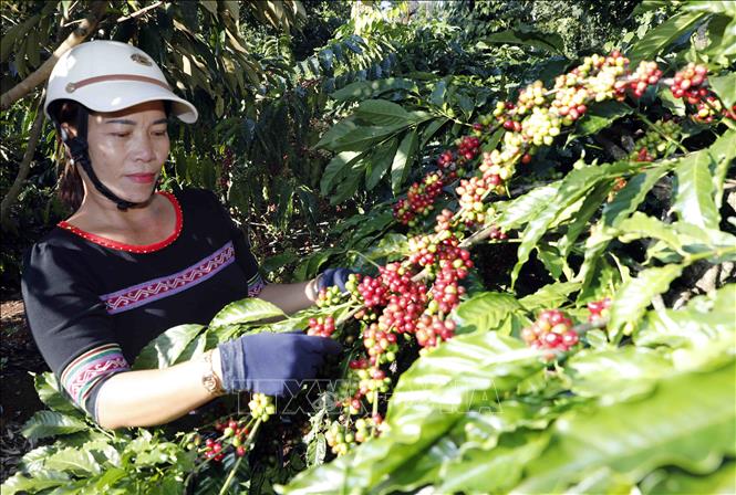 Vietnam exports over 1.7 million tonnes of coffee in 2020 - VNA Photos ...