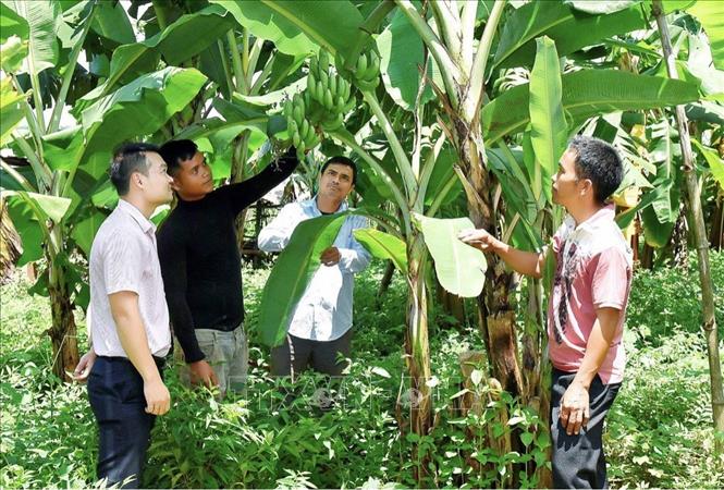 Gia Lai: Làng Kret Krot đổi thay đón xuân mới - Ảnh thời sự trong nước ...