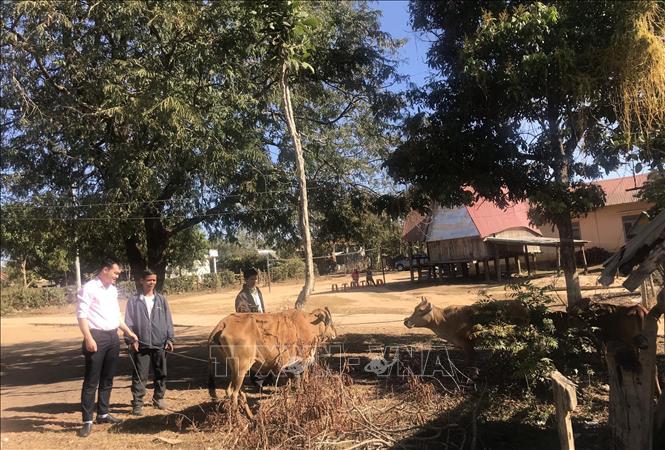 Gia Lai: Làng Kret Krot đổi thay đón xuân mới - Ảnh thời sự trong nước ...