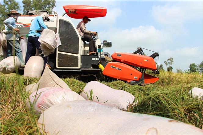 Vietnam ships 638,000 tonnes of rice abroad in Jan-Feb - VNA Photos ...