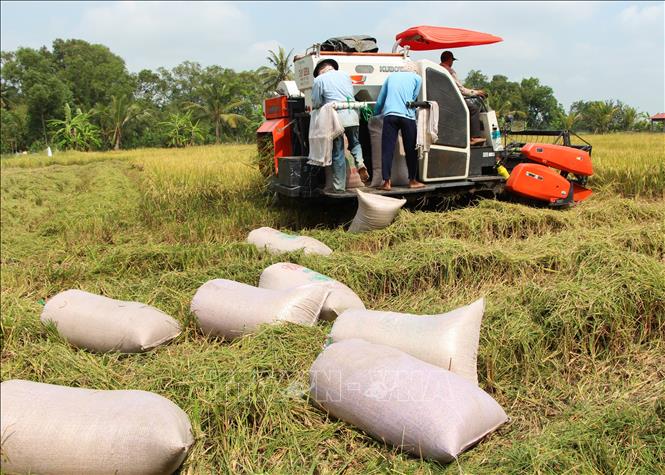 Vietnam ships 638,000 tonnes of rice abroad in Jan-Feb - VNA Photos ...