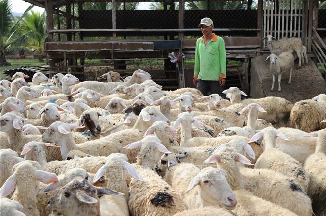 Ninh Thuan raises baa for sheep farming - VNA Photos - Vietnam News ...