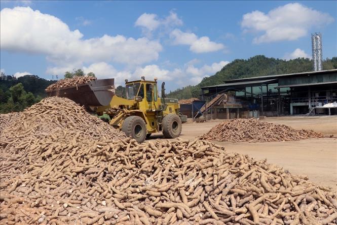 Cassava exports rise sharply in four months - VNA Photos - Vietnam News ...