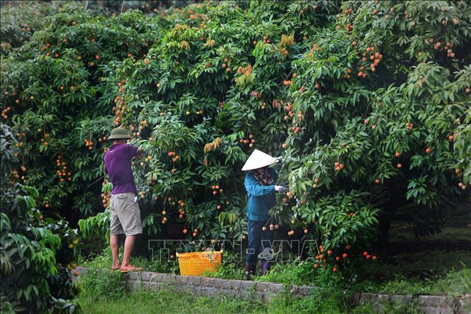 Bac Giang earns over 296 million USD from lychee sales in 2021 crop ...