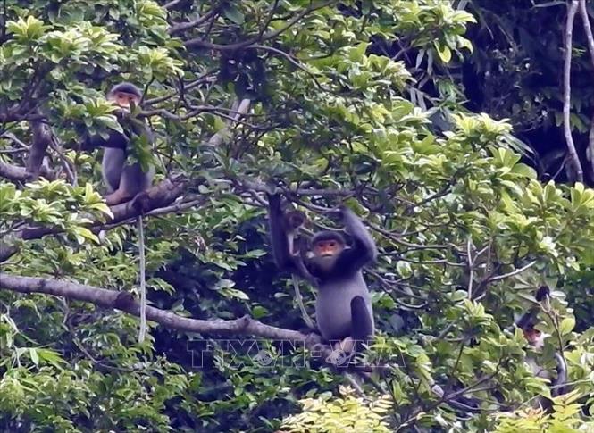 Quang Nam moves to conserve grey-shanked douc langurs - VNA Photos ...