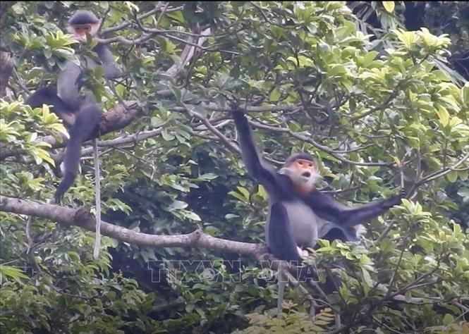 Quang Nam moves to conserve grey-shanked douc langurs - VNA Photos ...