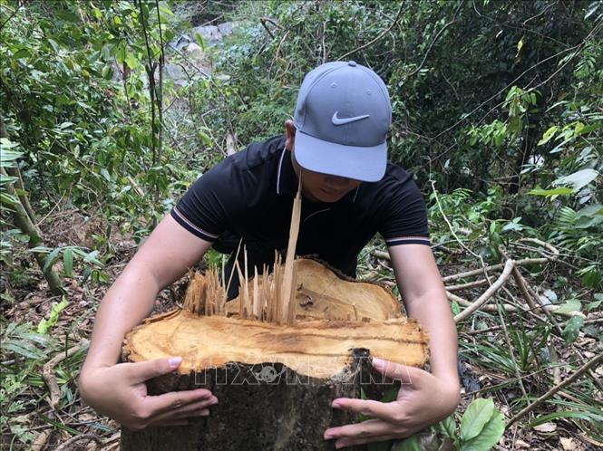 Quảng Ngãi: Khai thác gỗ trái phép tại rừng phòng hộ đầu nguồn Thác ...