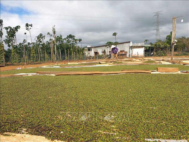 Dak Nong receives geographical indication for locally grown pepper ...