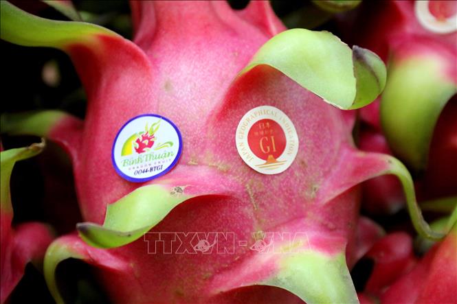 Binh Thuan strives to optimise protected GI of dragon fruit in Japan ...