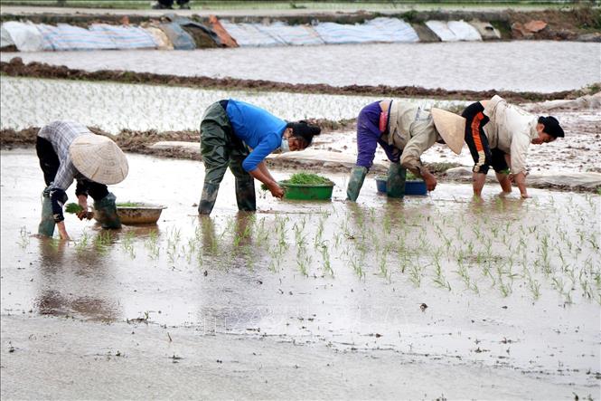 Phú Thọ: Tập trung lấy nước, làm đất và cấy lúa vụ Chiêm Xuân 2022 ...