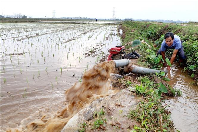 Phú Thọ: Tập trung lấy nước, làm đất và cấy lúa vụ Chiêm Xuân 2022 ...